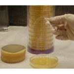 Gel Company